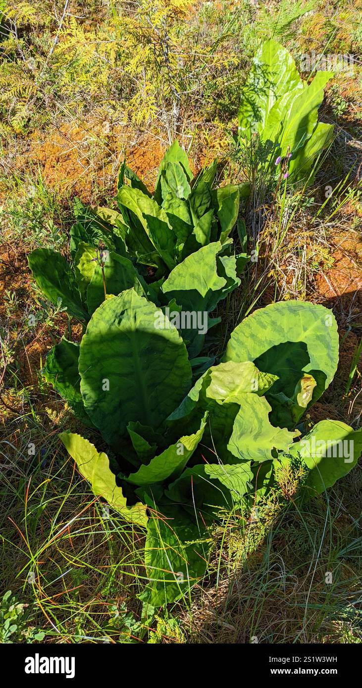 western skunk cabbage (Lysichiton americanus Stock Photo - Alamy