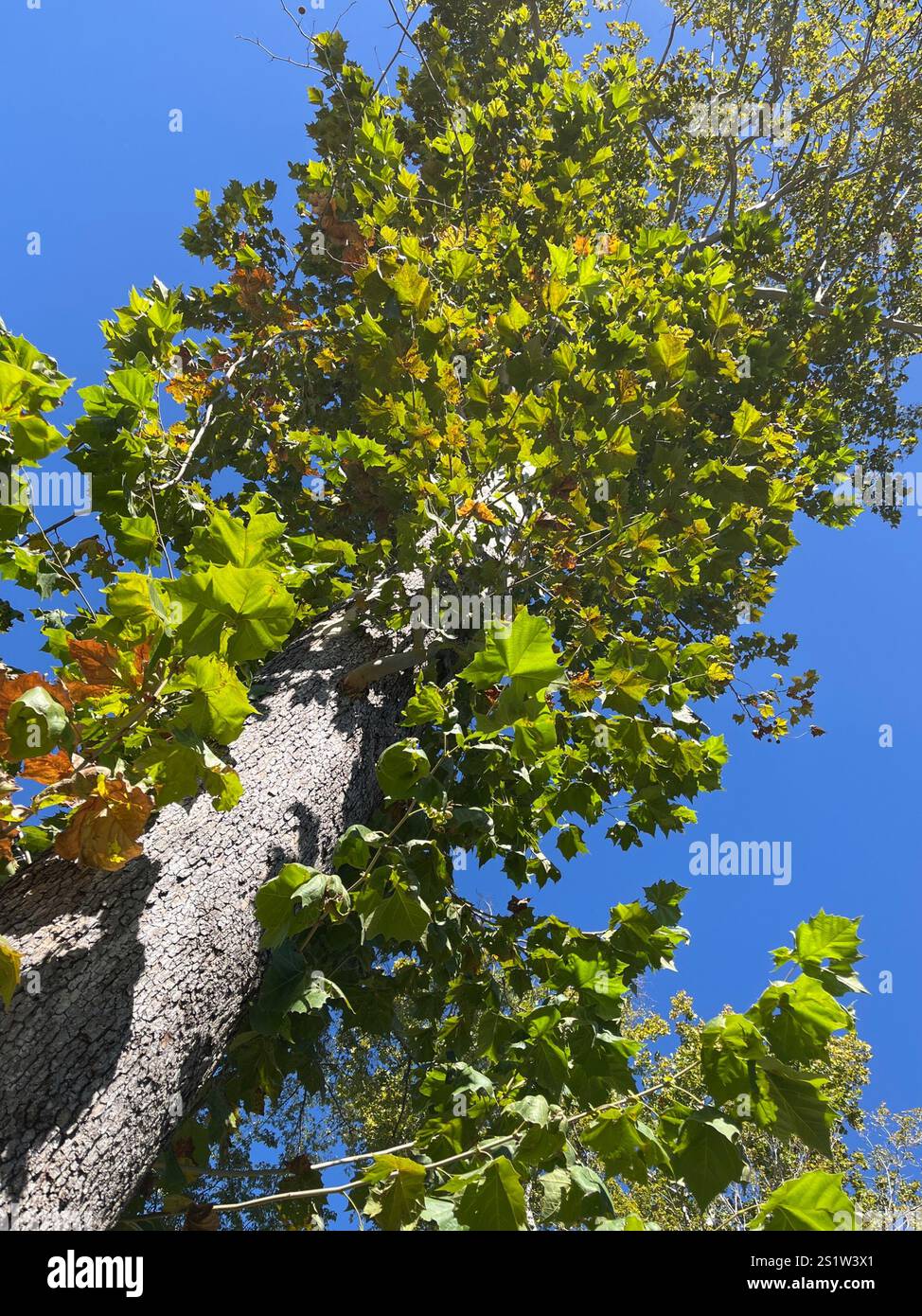 American sycamore (Platanus occidentalis Stock Photo - Alamy