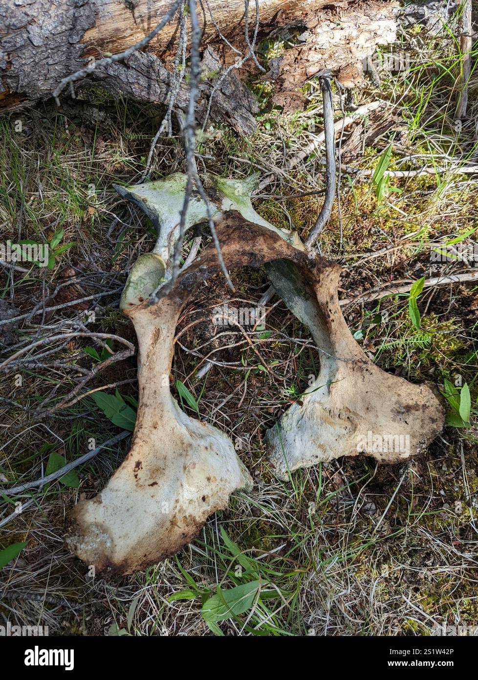 Even-toed Ungulates and Cetaceans (Artiodactyla Stock Photo - Alamy