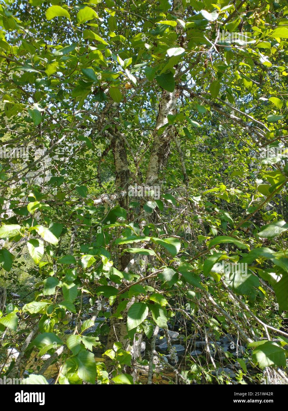 white alder (Alnus rhombifolia Stock Photo - Alamy