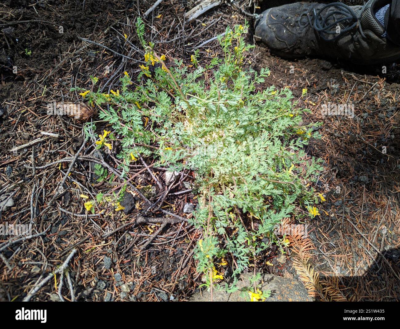 golden corydalis (Corydalis aurea Stock Photo - Alamy