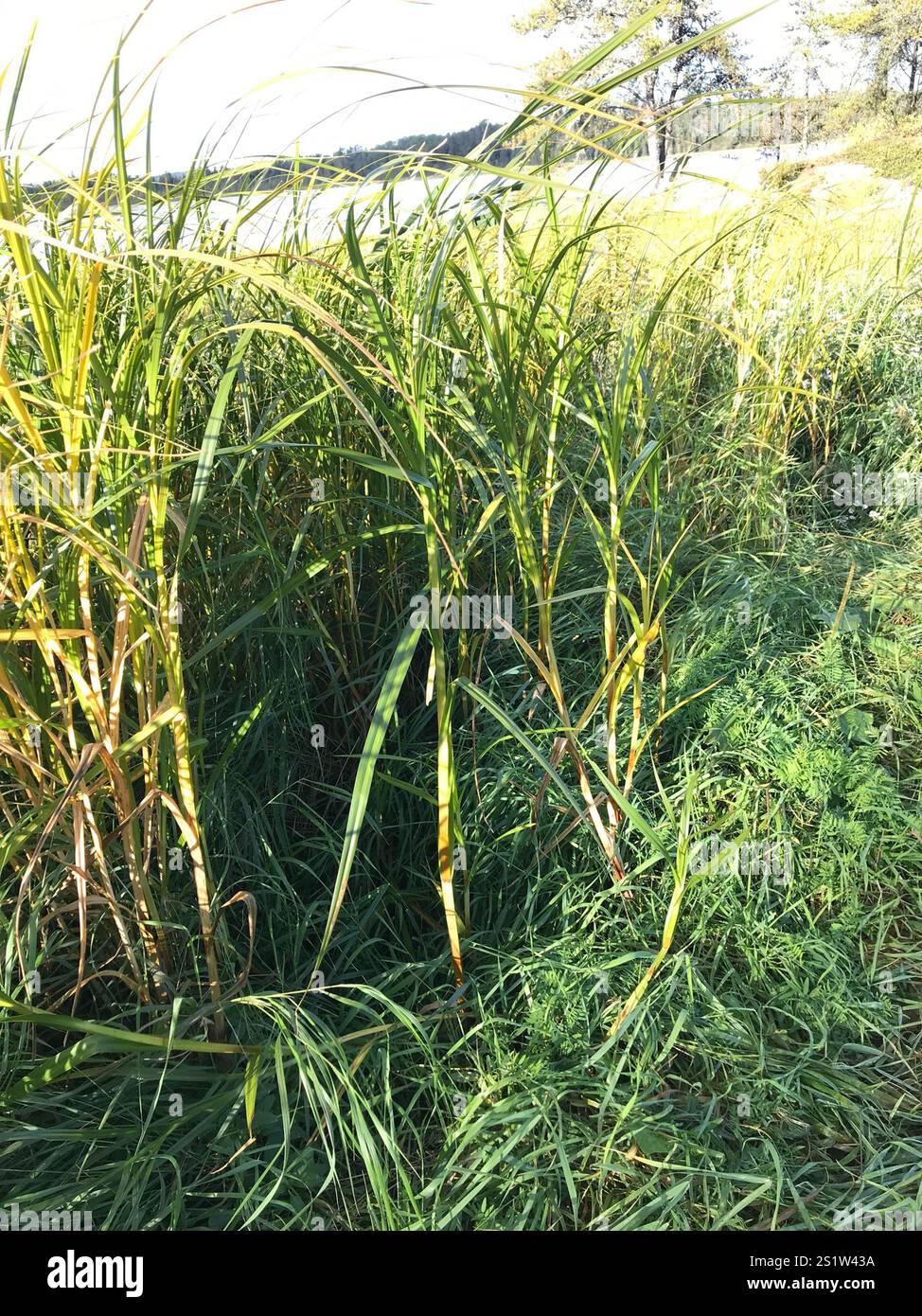 river bulrush (Bolboschoenus fluviatilis Stock Photo - Alamy