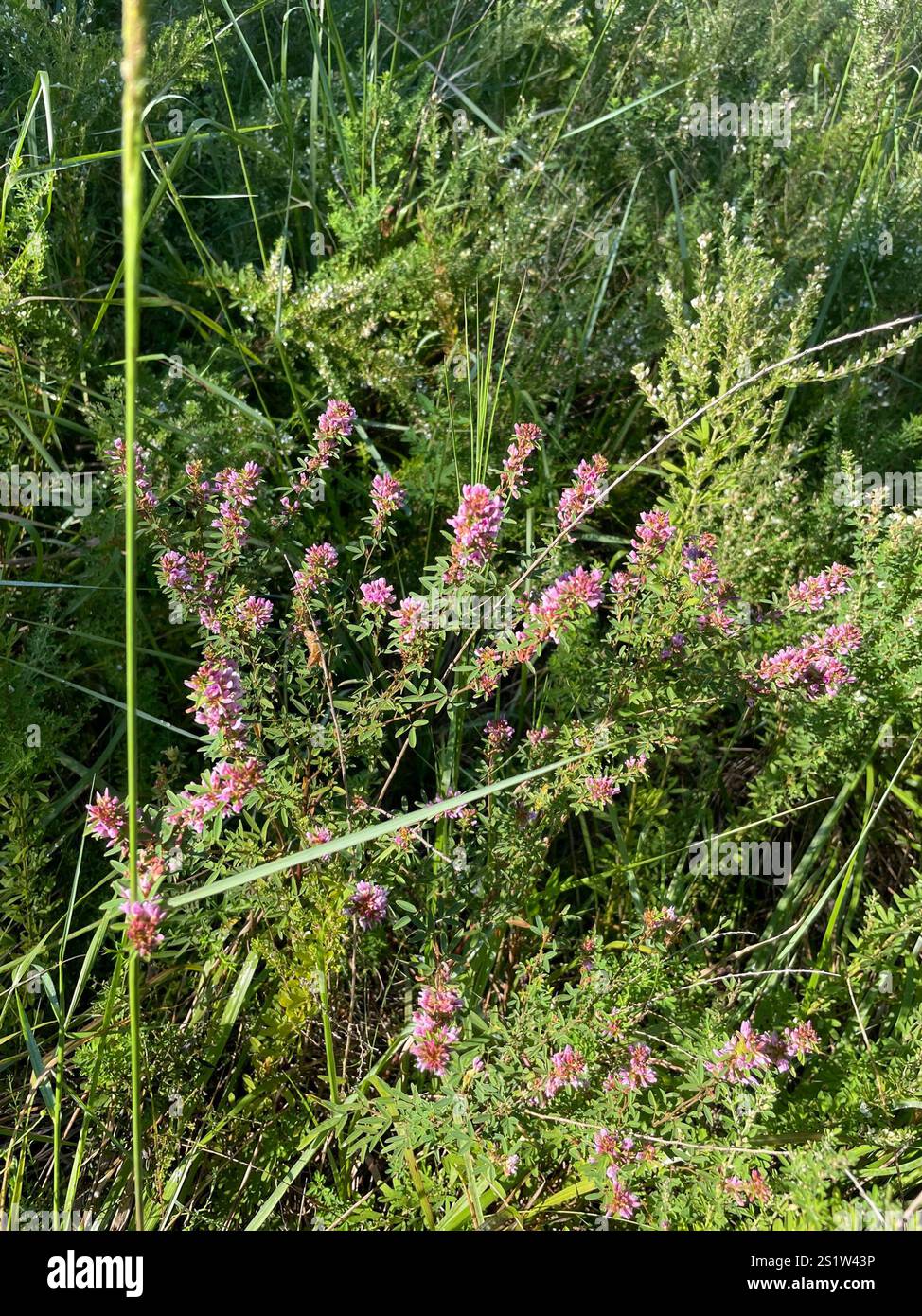 slender bush clover (Lespedeza virginica Stock Photo - Alamy