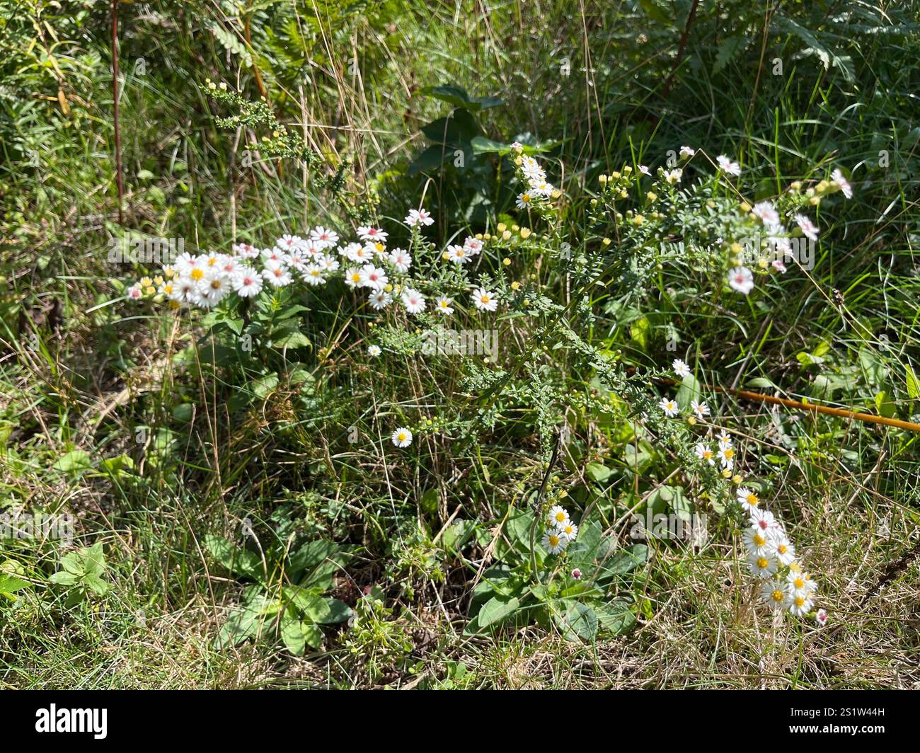 American asters (Symphyotrichum Stock Photo - Alamy