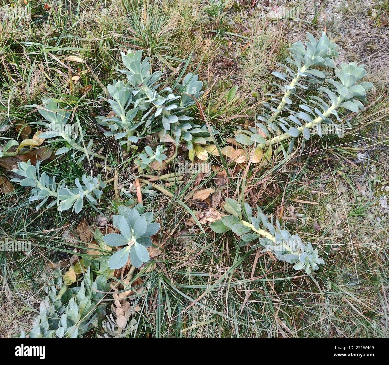 Donkey Tail (Euphorbia myrsinites Stock Photo - Alamy