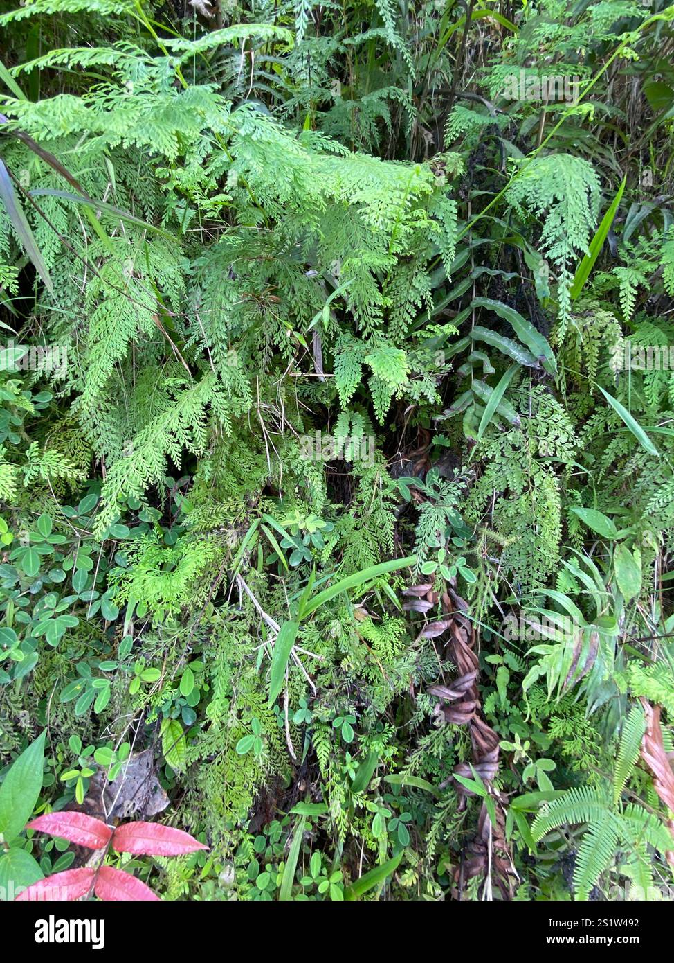 Fairy Fern (Odontosoria chinensis Stock Photo - Alamy
