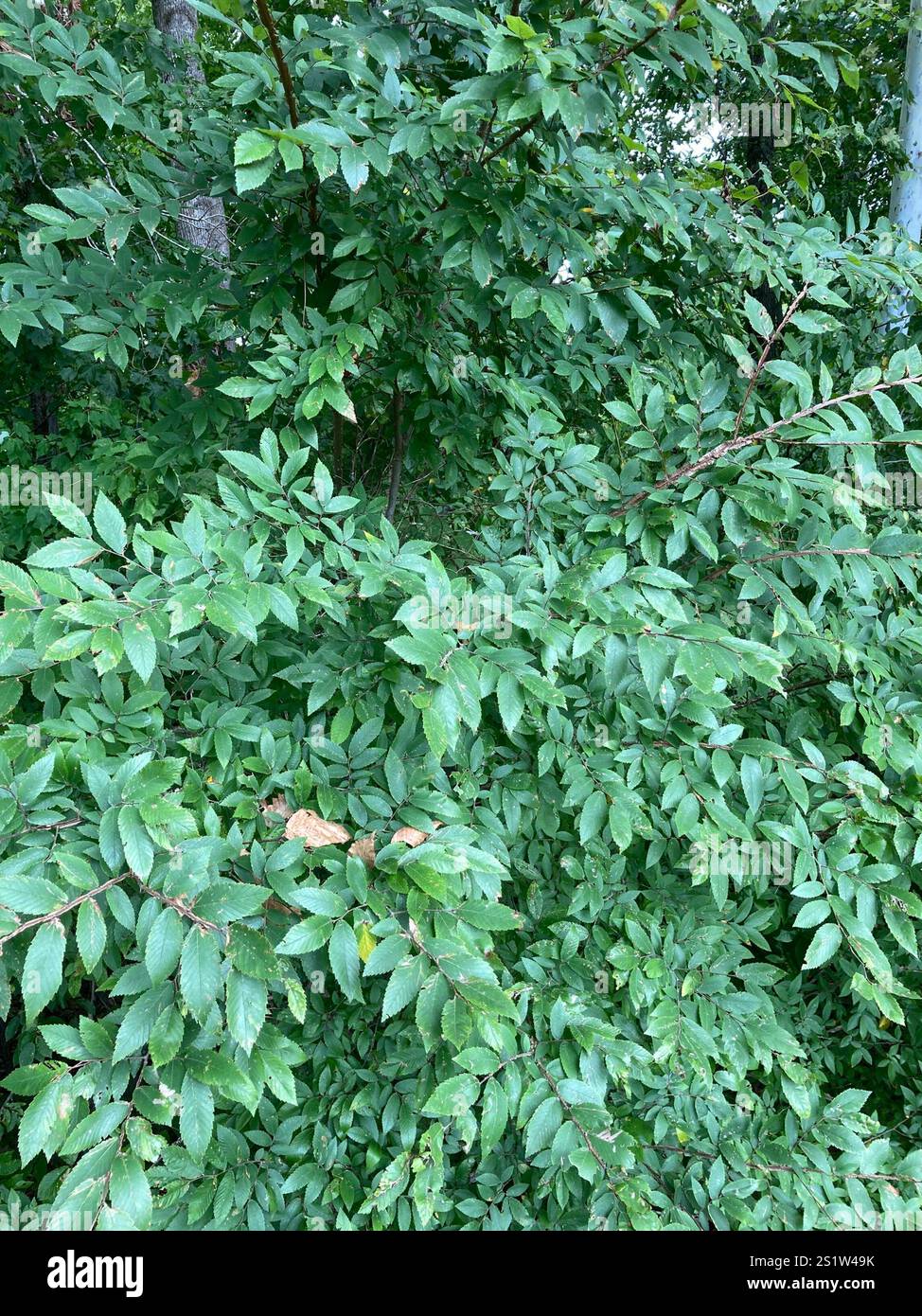 Winged Elm (Ulmus alata Stock Photo - Alamy