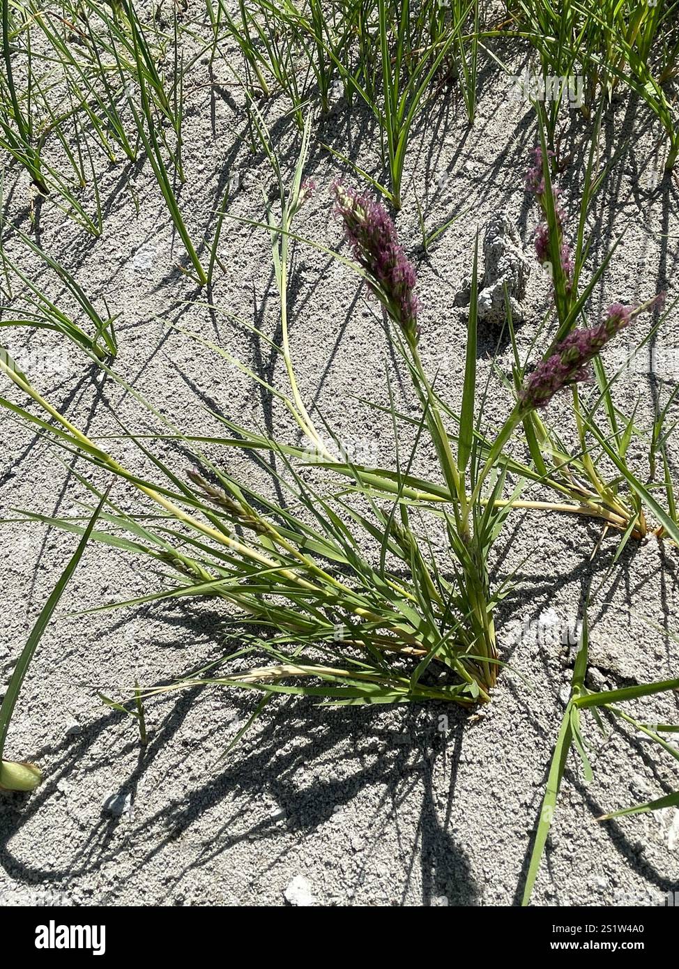 Saltgrass (Distichlis spicata Stock Photo - Alamy