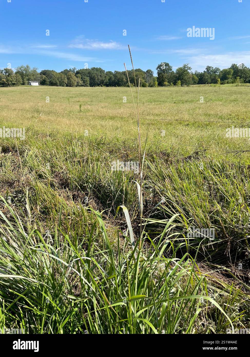 eastern gamagrass (Tripsacum dactyloides Stock Photo - Alamy