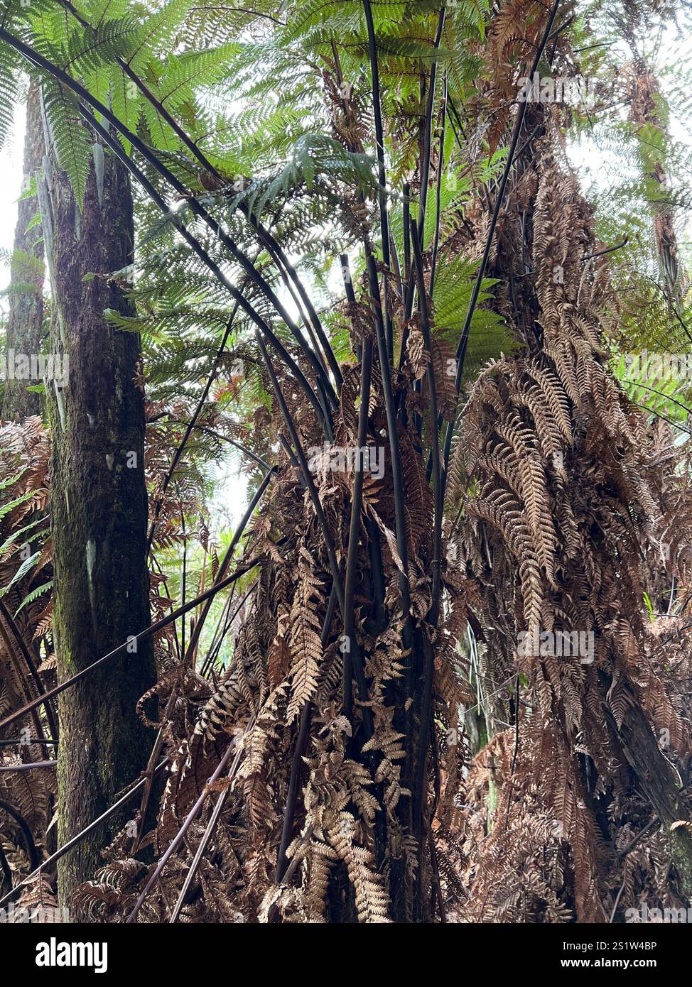 New Zealand tree fern (Dicksonia squarrosa Stock Photo - Alamy