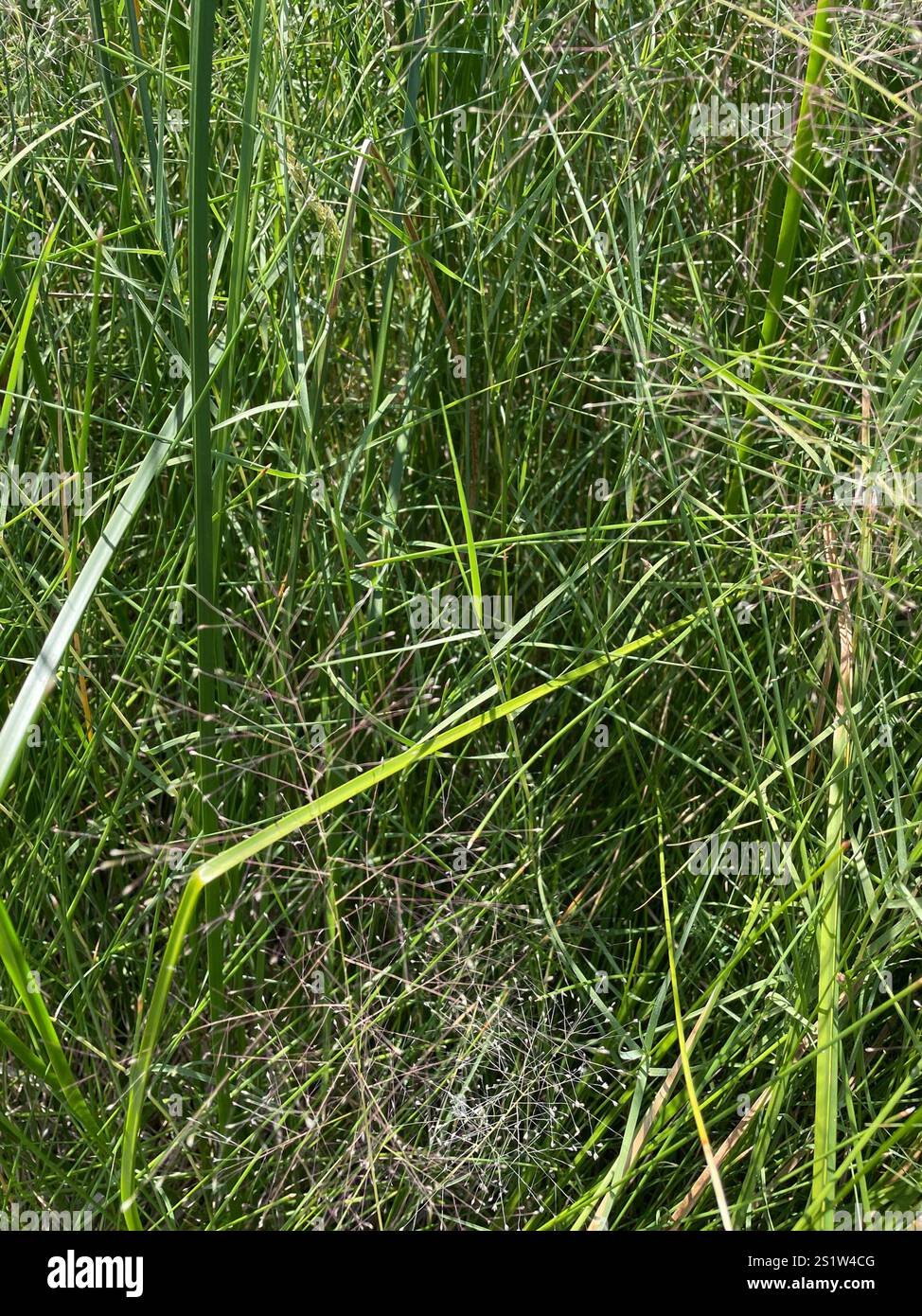 scratch grass (Muhlenbergia asperifolia Stock Photo - Alamy