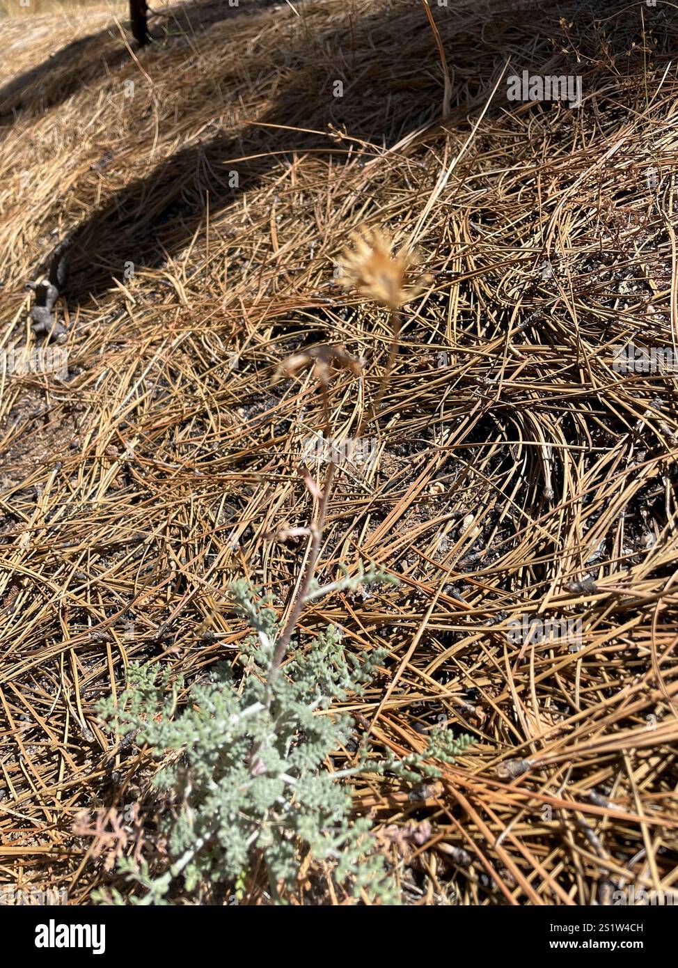 Douglas' Dustymaiden (Chaenactis douglasii douglasii Stock Photo - Alamy