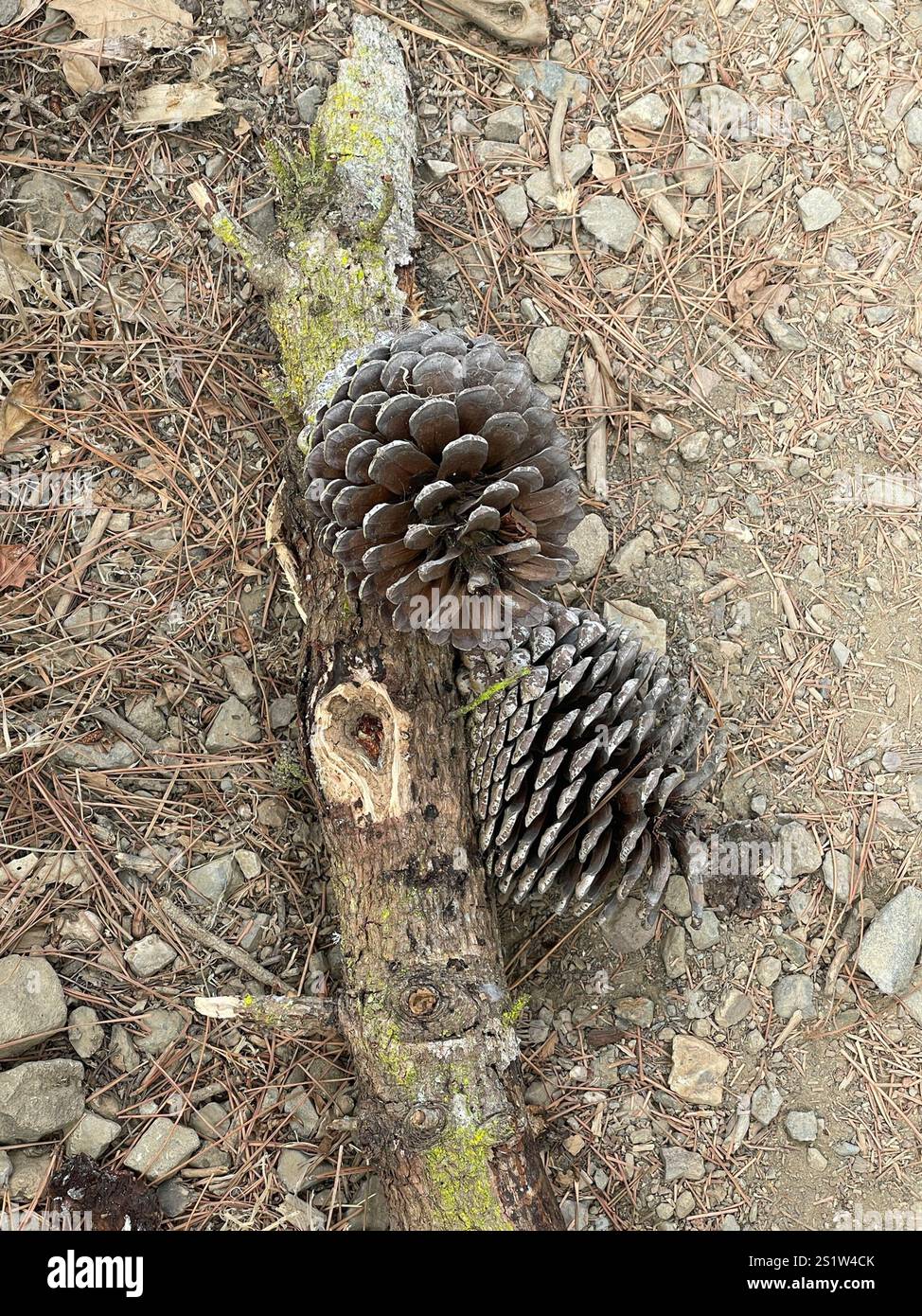 Monterey pine (Pinus radiata Stock Photo - Alamy