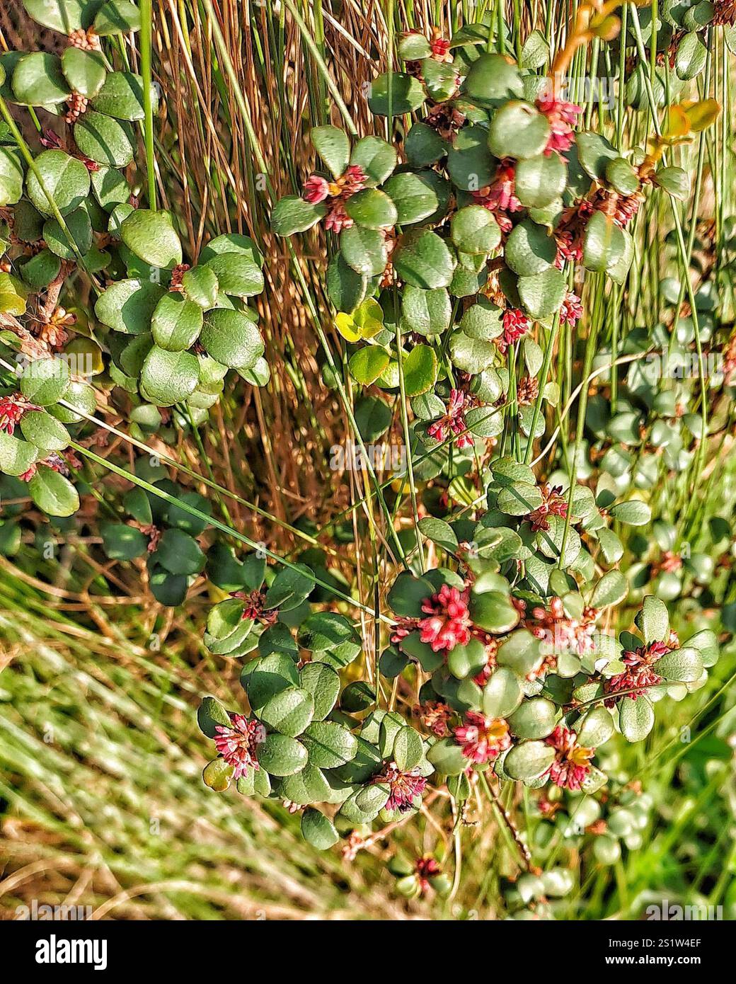 African Boxwood (Myrsine africana Stock Photo - Alamy