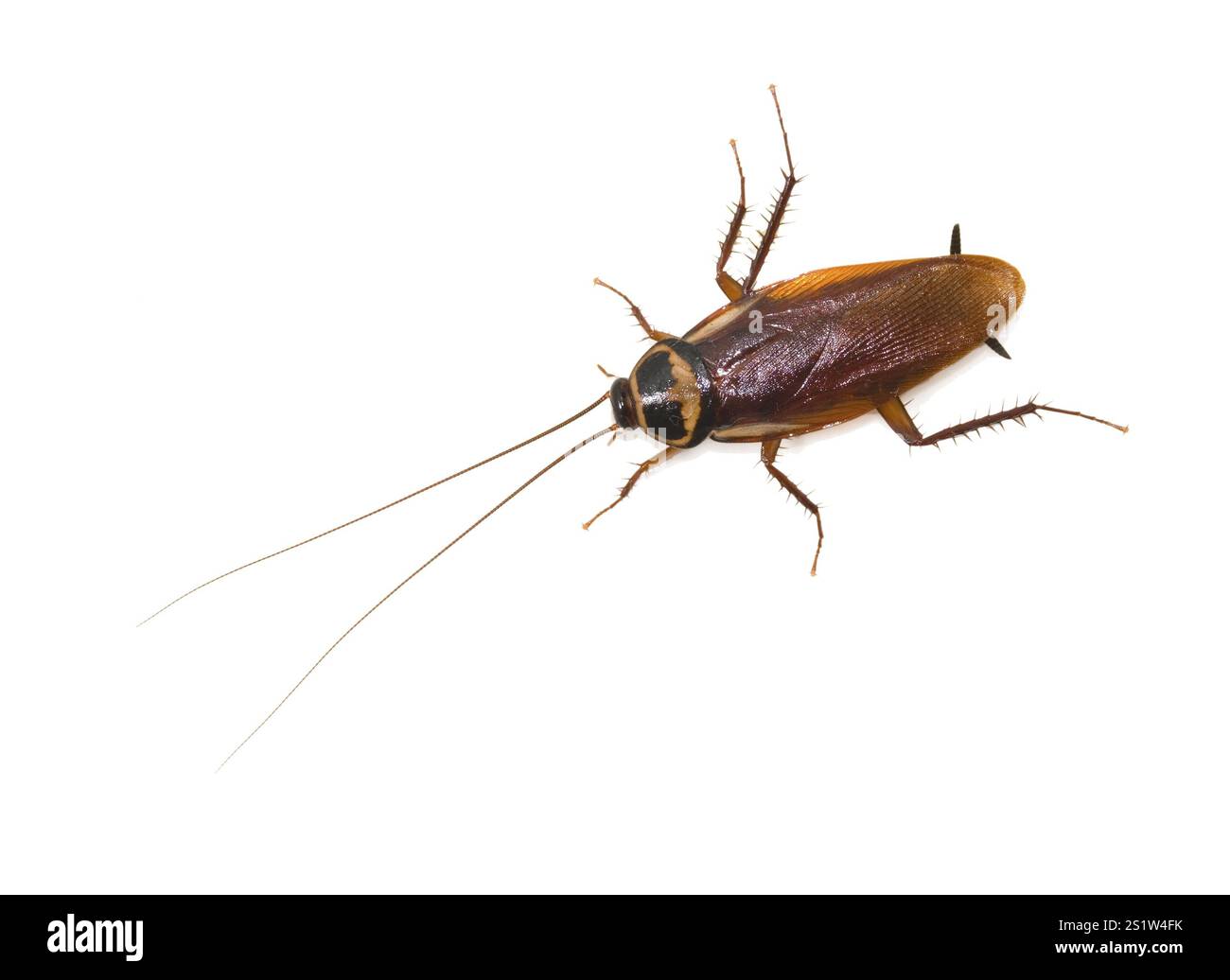 Close-up of a brown cockroach with long antennae on a white background ...