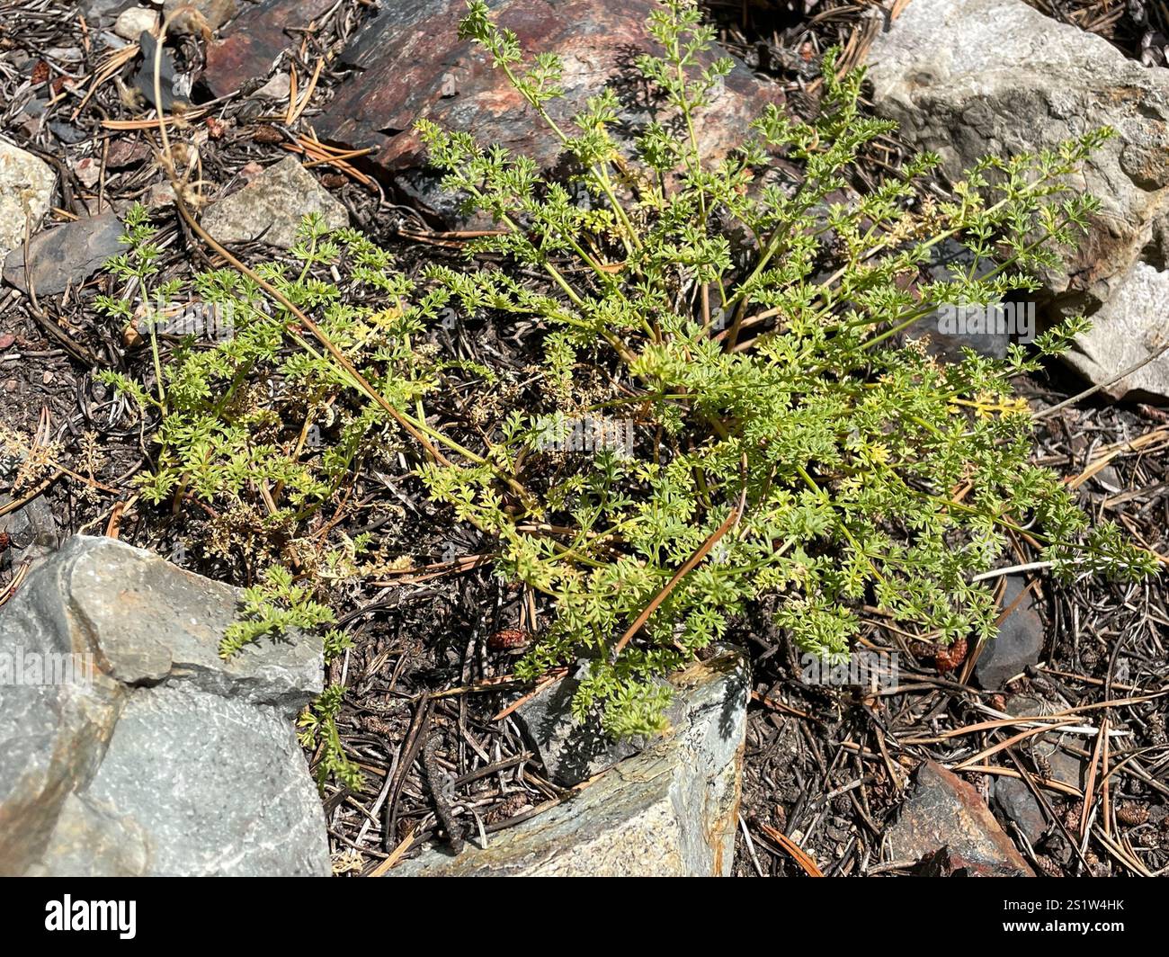 northern Indian parsnip (Cymopterus terebinthinus Stock Photo - Alamy
