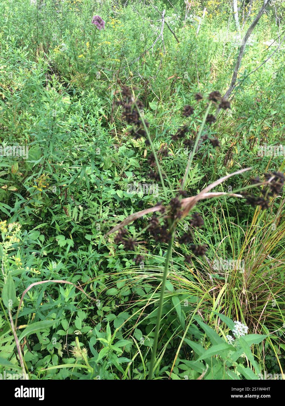 dark green bulrush (Scirpus atrovirens Stock Photo - Alamy