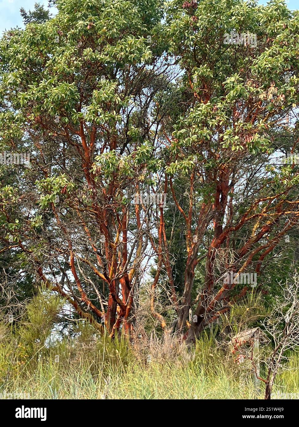 Pacific madrone (Arbutus menziesii Stock Photo - Alamy