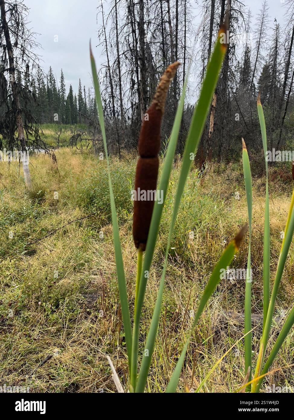 broadleaf cattail (Typha latifolia Stock Photo - Alamy