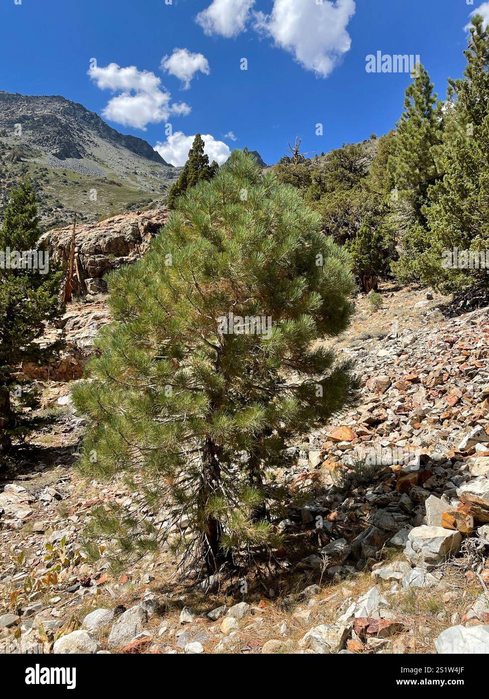Jeffrey pine (Pinus jeffreyi Stock Photo - Alamy