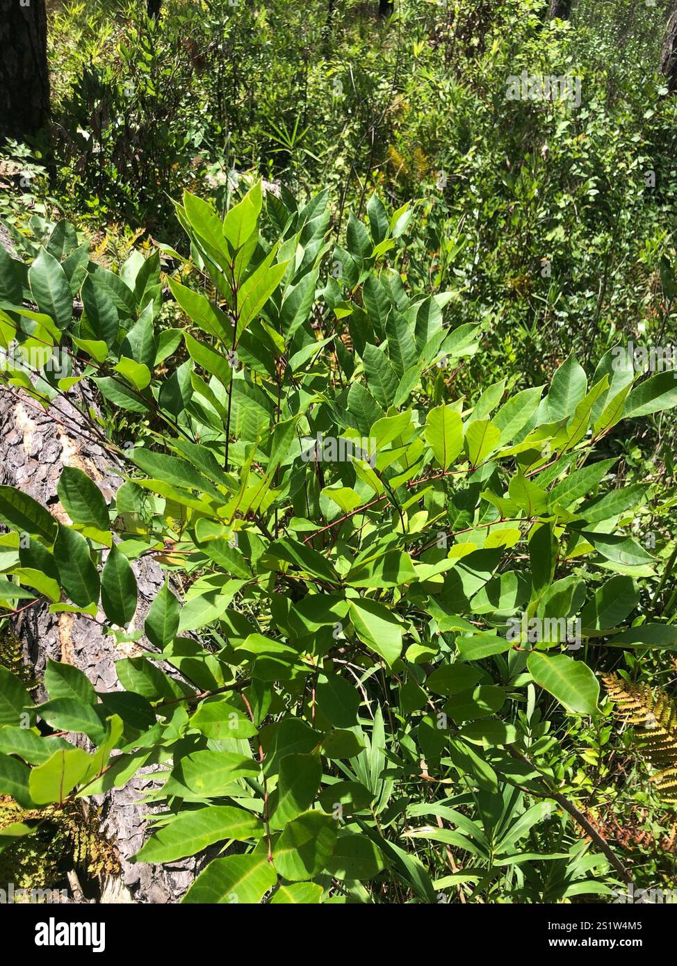 poison sumac (Toxicodendron vernix Stock Photo - Alamy