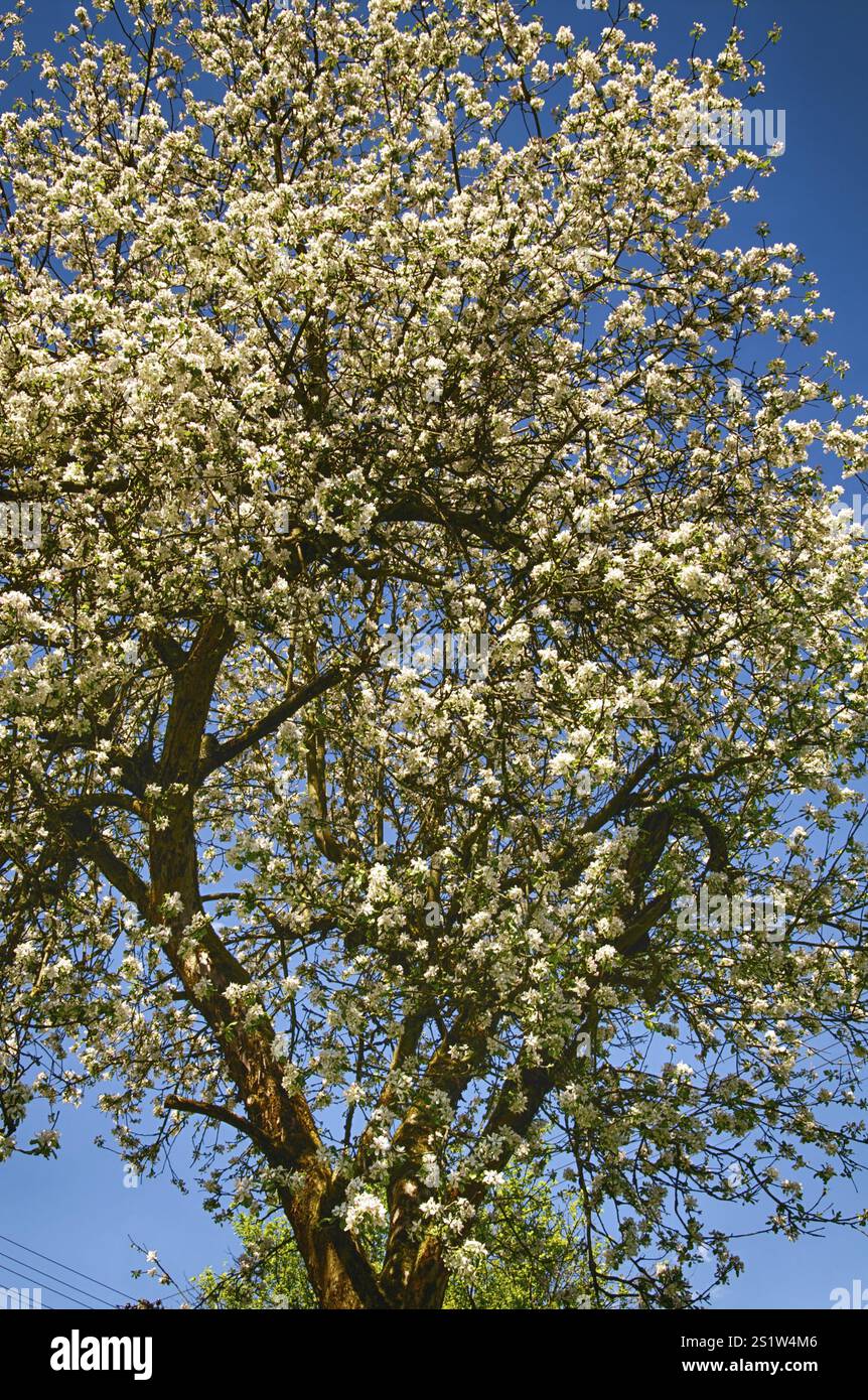 Large, old apple tree in full bloom Stock Photo - Alamy