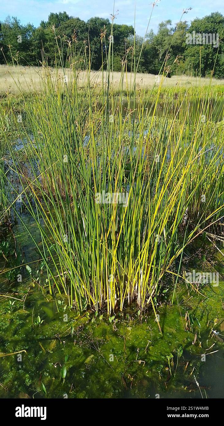 grasses, sedges, cattails, and allies (Poales Stock Photo - Alamy