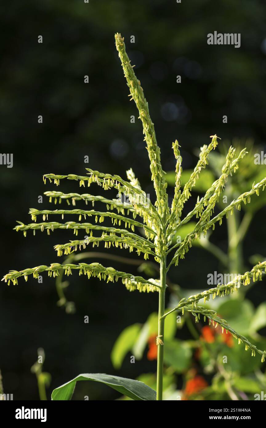 Healthy organic vegetables in summertime - corn bud Stock Photo - Alamy