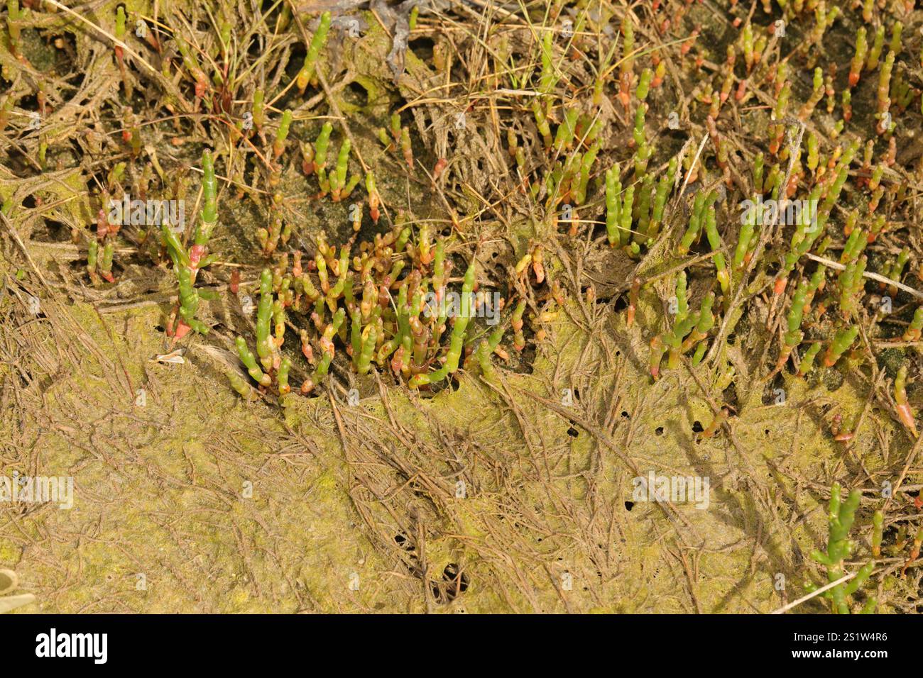 Common Glasswort (Salicornia europaea Stock Photo - Alamy