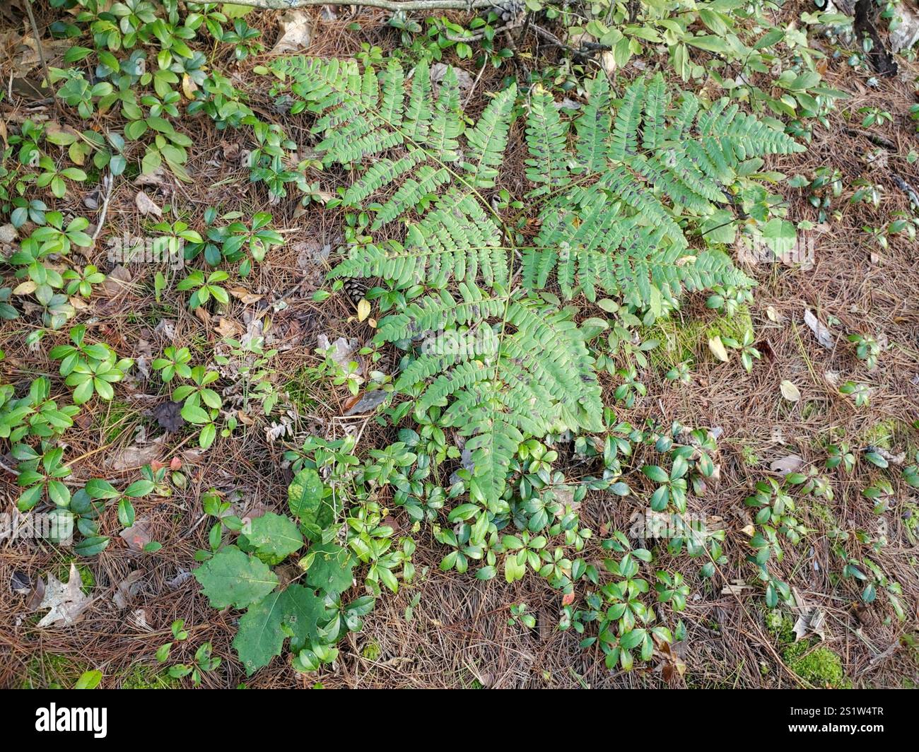 eagle fern (Pteridium aquilinum latiusculum Stock Photo - Alamy