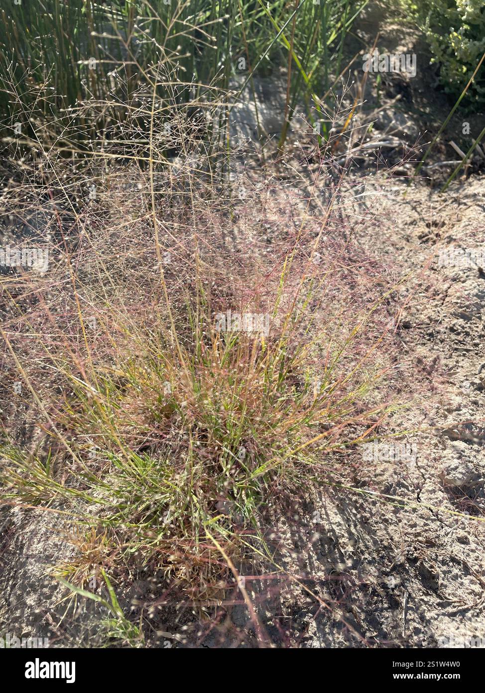 scratch grass (Muhlenbergia asperifolia Stock Photo - Alamy