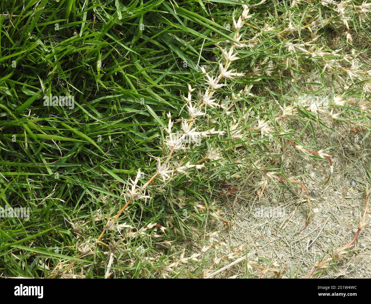 Bermuda grass (Cynodon dactylon Stock Photo - Alamy