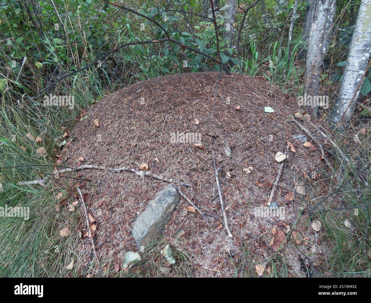 integra-group Field and Mound Ants (Formica integra Stock Photo - Alamy