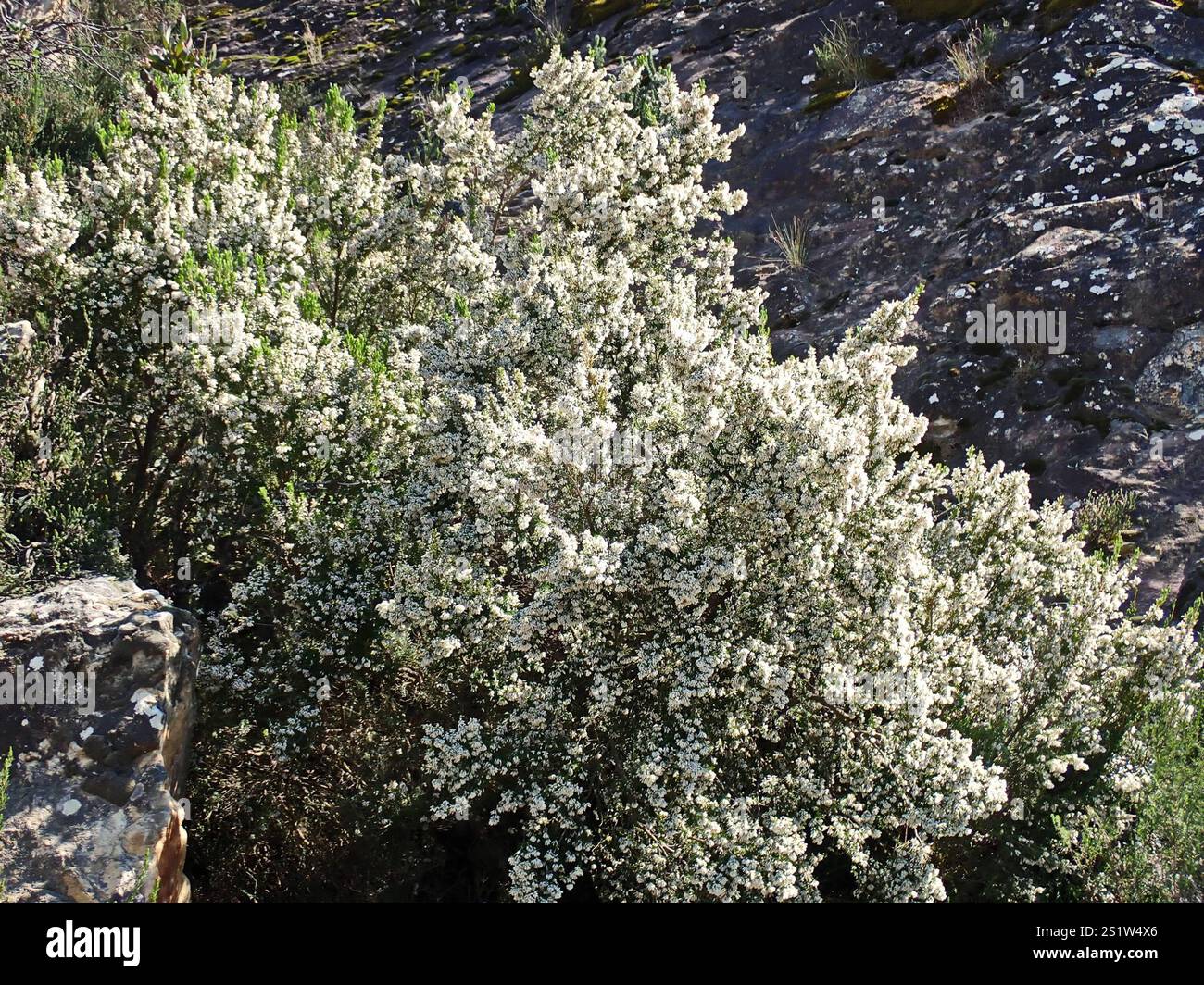 Water Heath (Erica afra Stock Photo - Alamy