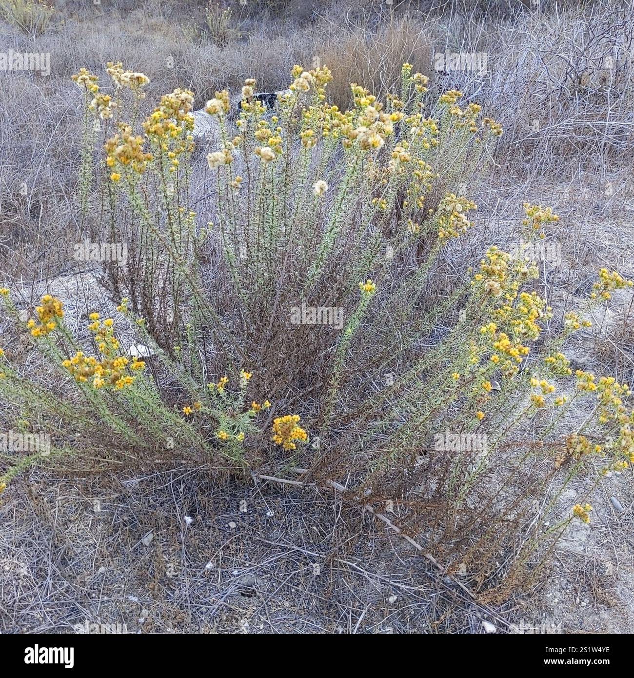 Coastal Goldenbush (Isocoma menziesii Stock Photo - Alamy