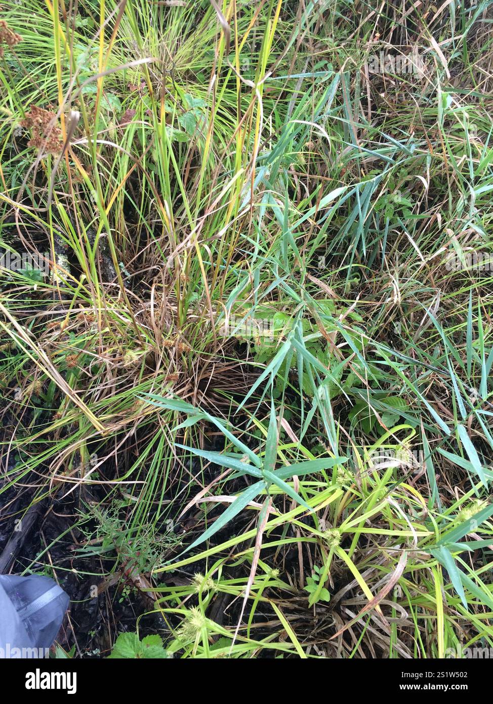 hop sedge (Carex lupulina Stock Photo - Alamy