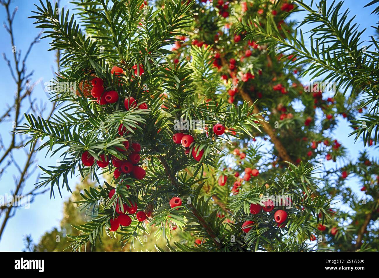 European yew hi-res stock photography and images - Alamy