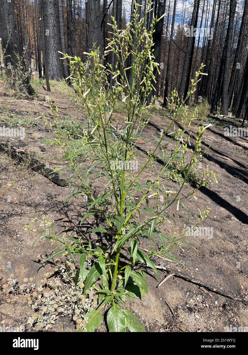 Coyote Tobacco (Nicotiana attenuata Stock Photo - Alamy