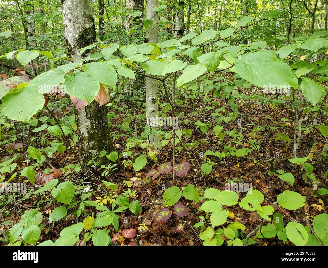 hobblebush (Viburnum lantanoides Stock Photo - Alamy