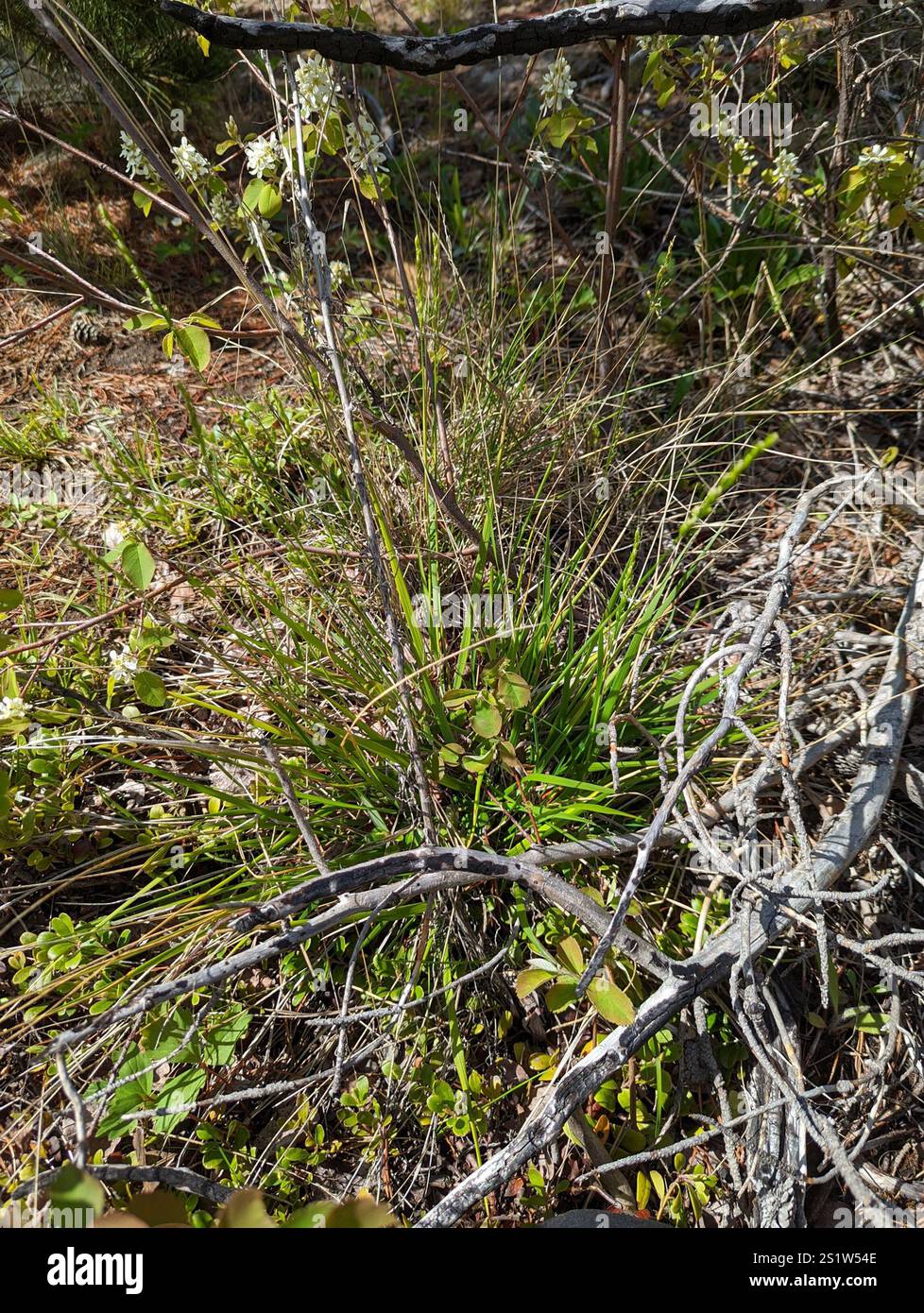 White-grained Mountain-ricegrass (Oryzopsis asperifolia Stock Photo - Alamy