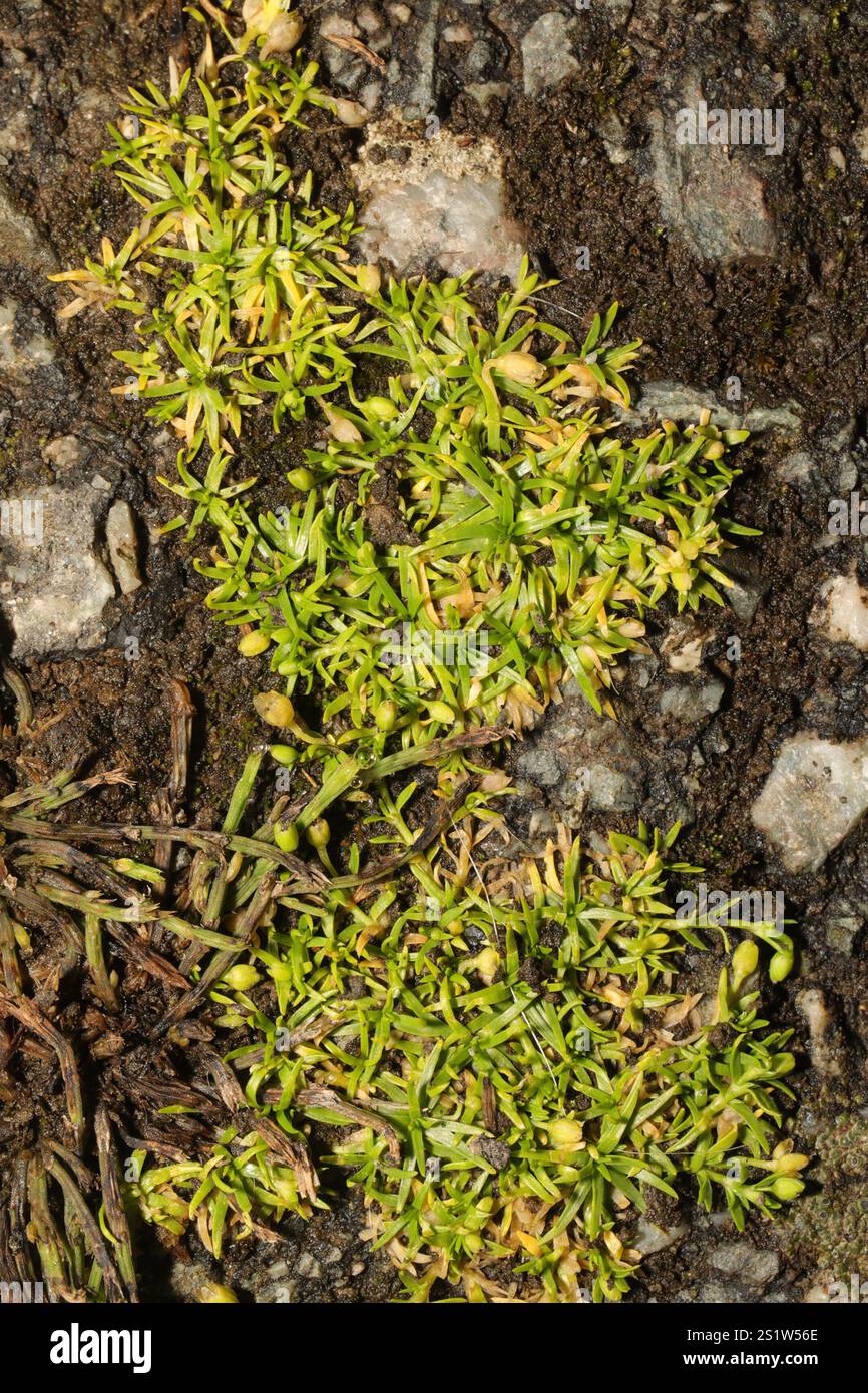 Procumbent Pearlwort (Sagina procumbens Stock Photo - Alamy