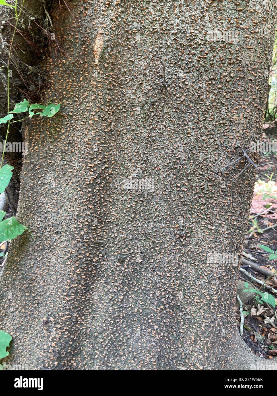 Water locust (Gleditsia aquatica Stock Photo - Alamy