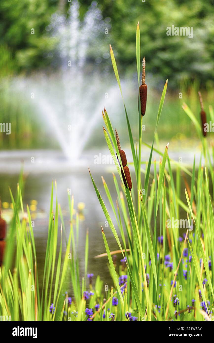 Cattail ponds hi-res stock photography and images - Alamy