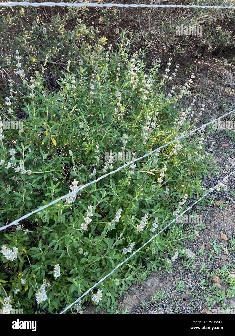 black sage (Salvia mellifera Stock Photo - Alamy