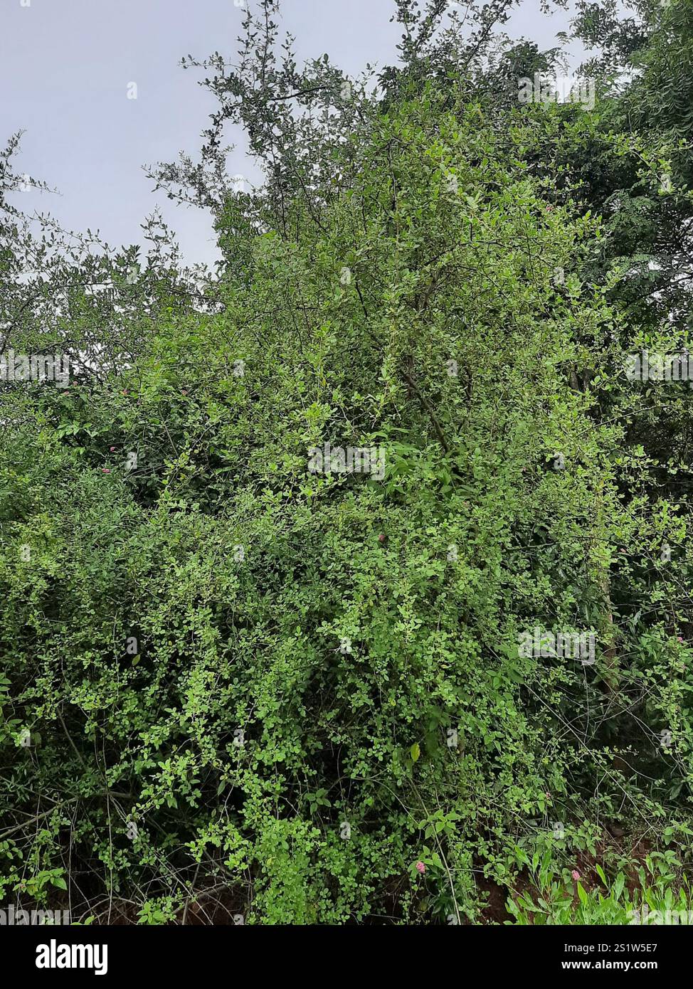 Rhus indica (Searsia mysorensis Stock Photo - Alamy