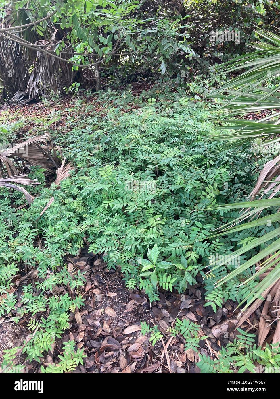 Paradise Tree (Simarouba glauca Stock Photo - Alamy
