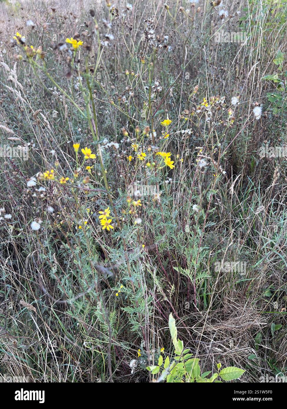Hoary Ragwort (Jacobaea erucifolia Stock Photo - Alamy
