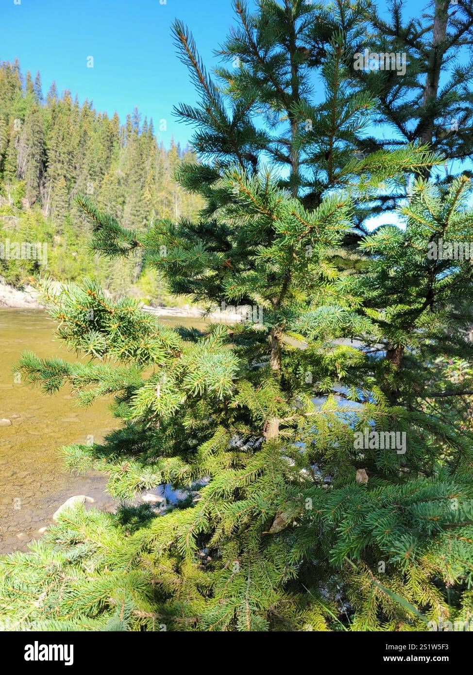 white spruce (Picea glauca Stock Photo - Alamy