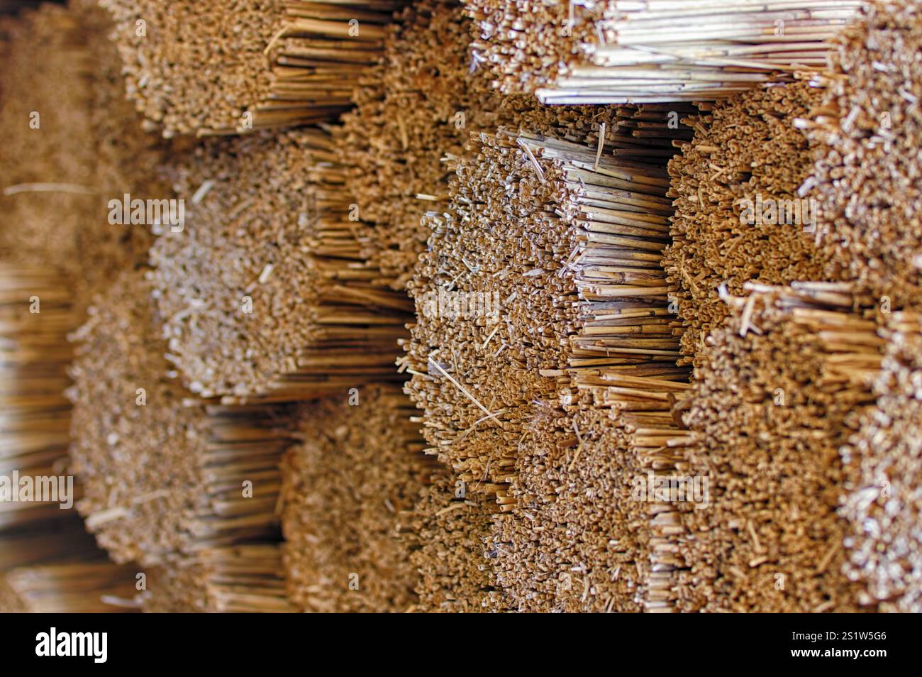 Processing of reed for thatching Stock Photo - Alamy
