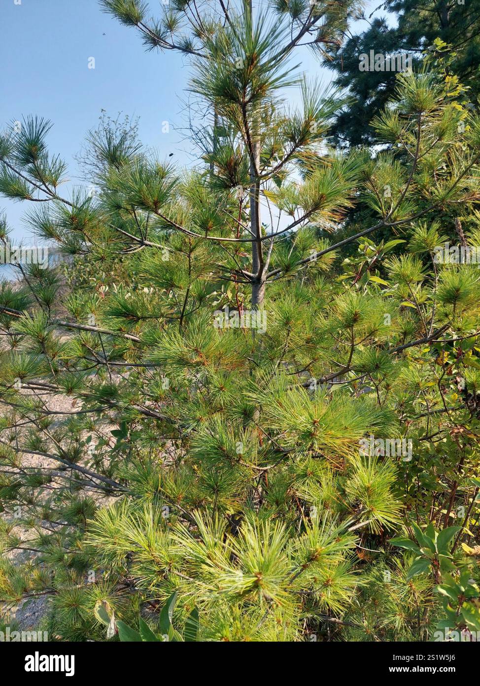 eastern white pine (Pinus strobus Stock Photo - Alamy